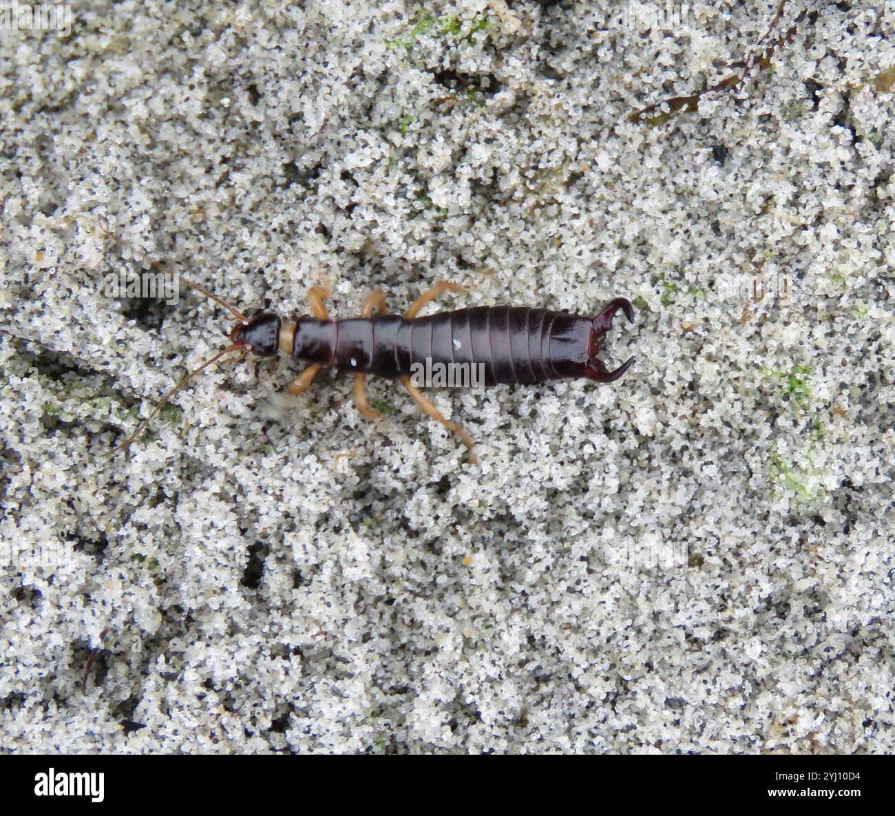 Maritime earwig hi-res stock photography and images - Alamy