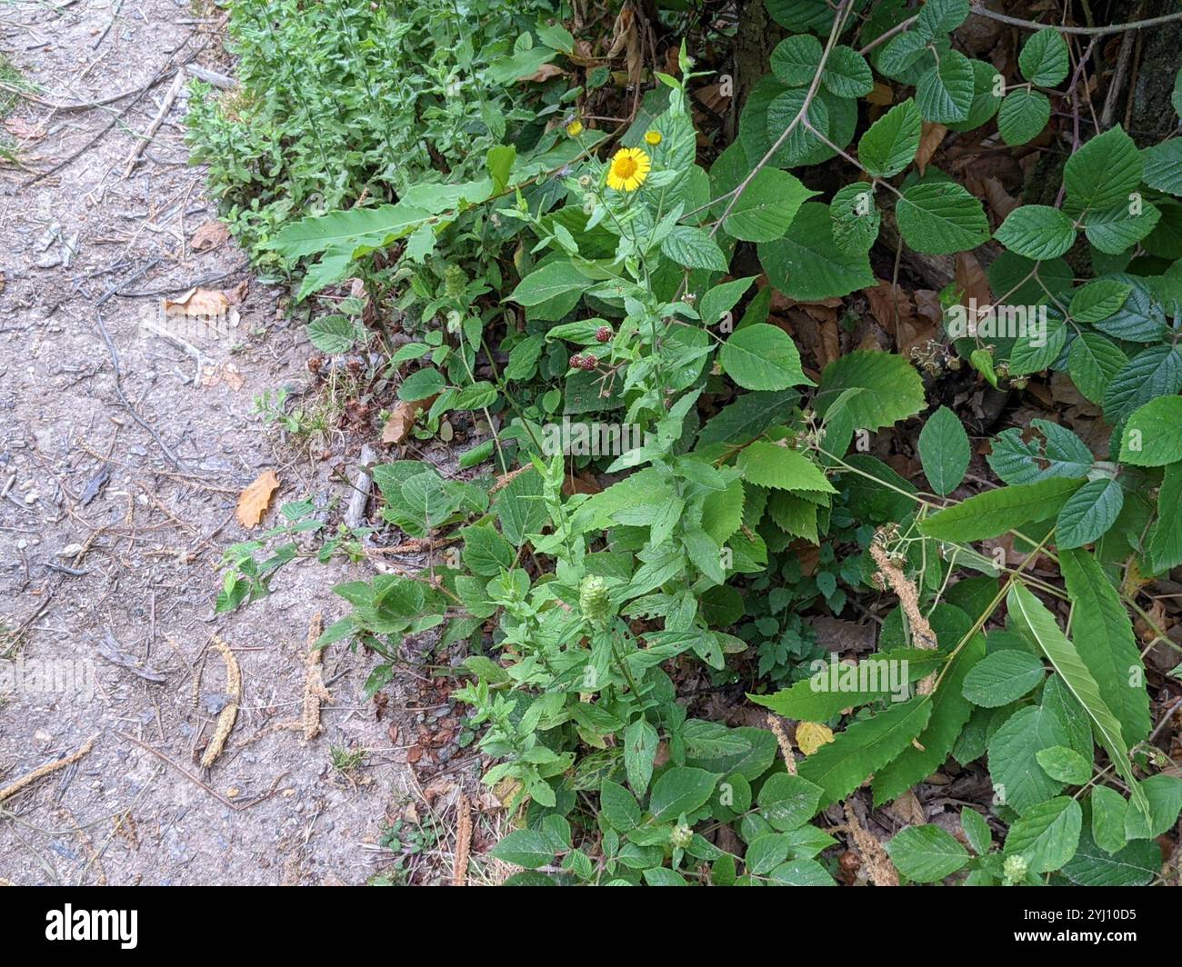 Common Fleabane (Pulicaria dysenterica Stock Photo - Alamy