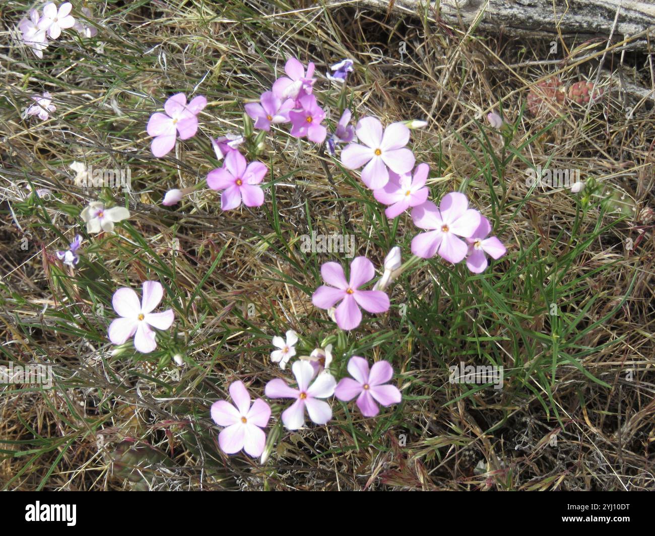 Longleaf Phlox (Phlox longifolia Stock Photo - Alamy