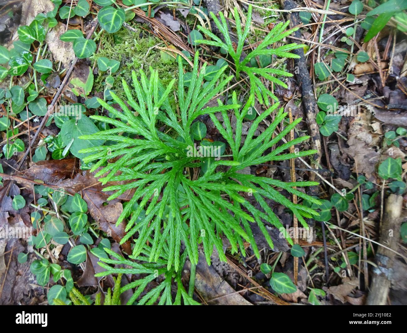 fan clubmoss (Diphasiastrum digitatum Stock Photo - Alamy