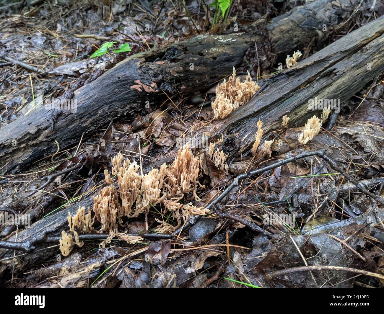 crown-tipped coral fungus (Artomyces pyxidatus Stock Photo - Alamy