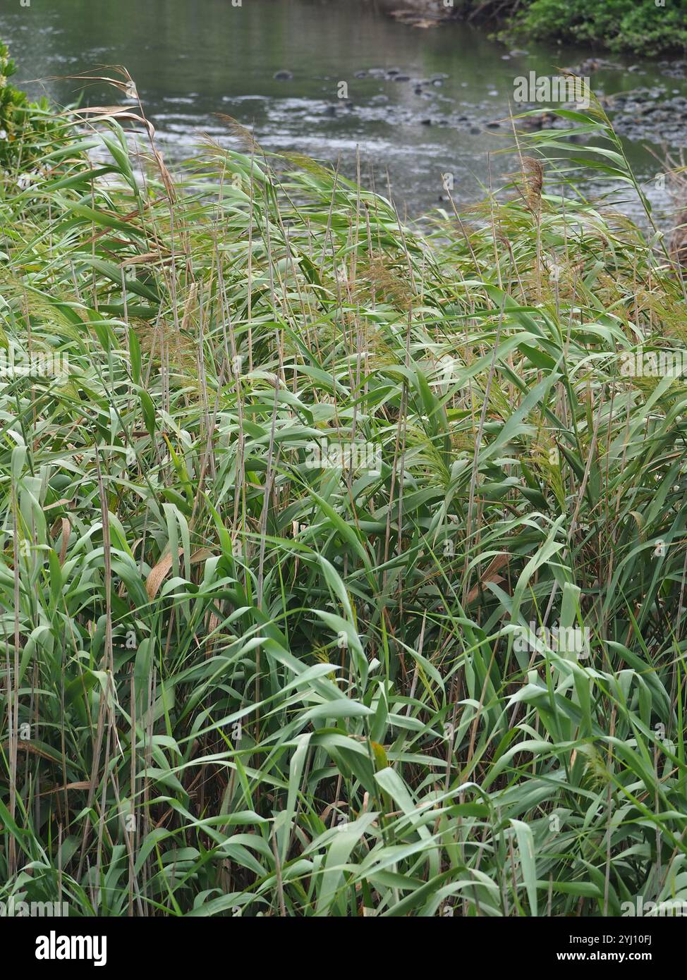 common reed (Phragmites australis Stock Photo - Alamy