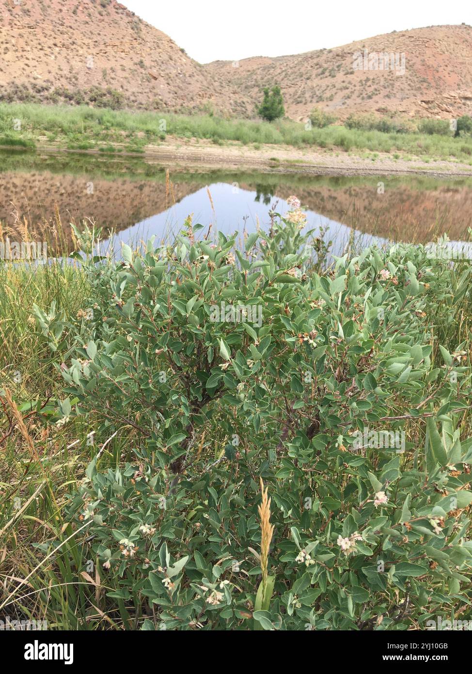 Roundleaf snowberry hi-res stock photography and images - Alamy