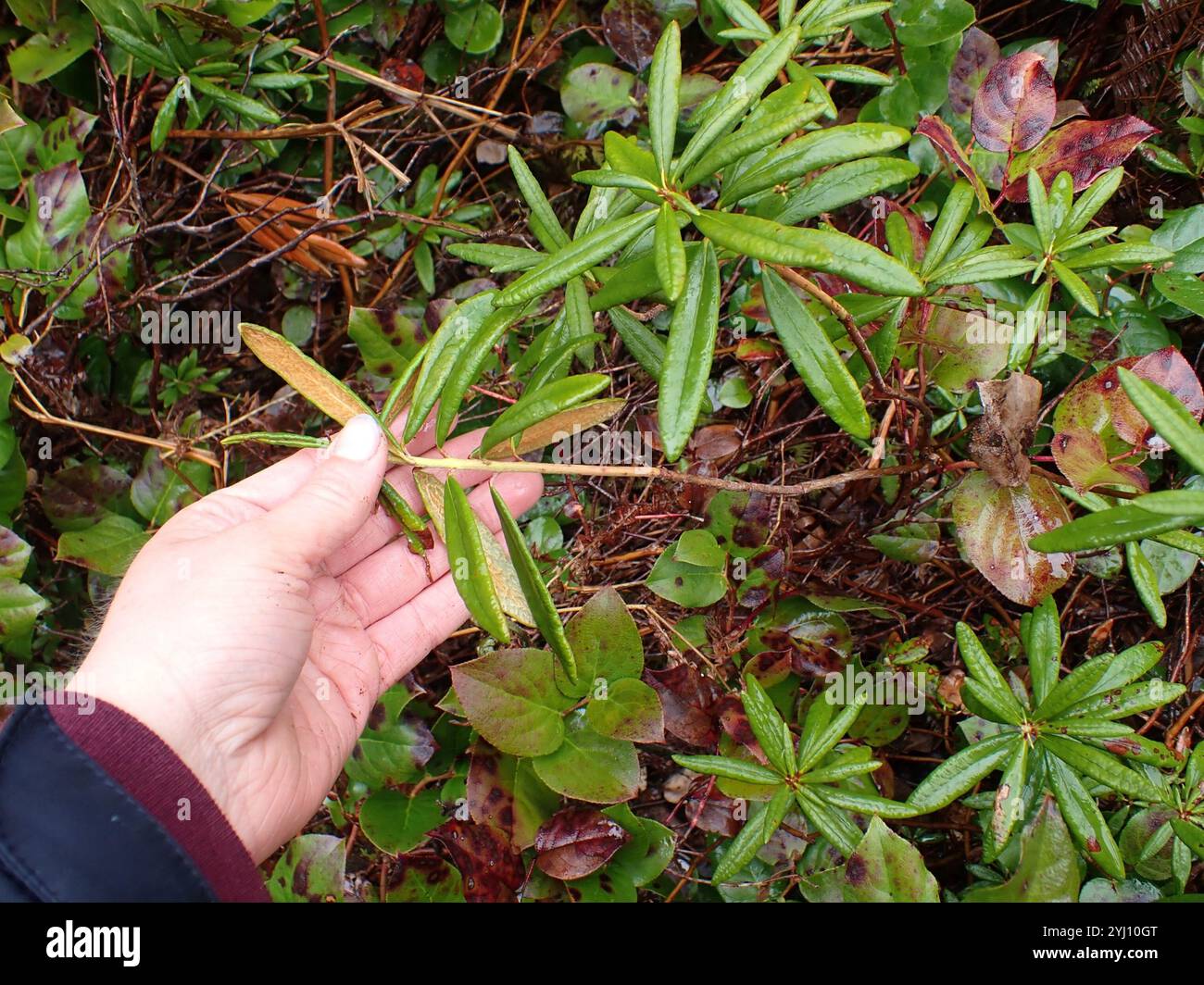 Bog Labrador Tea (Rhododendron groenlandicum Stock Photo - Alamy