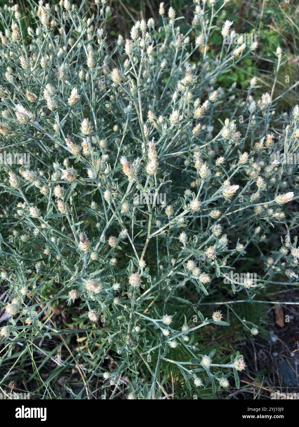 diffuse knapweed (Centaurea diffusa Stock Photo - Alamy
