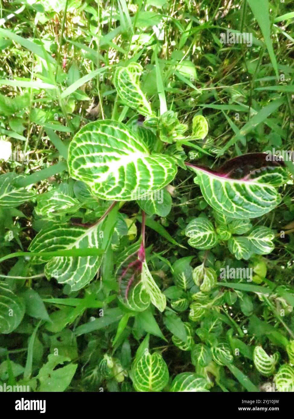 Bloodleaf (Iresine diffusa herbstii Stock Photo - Alamy