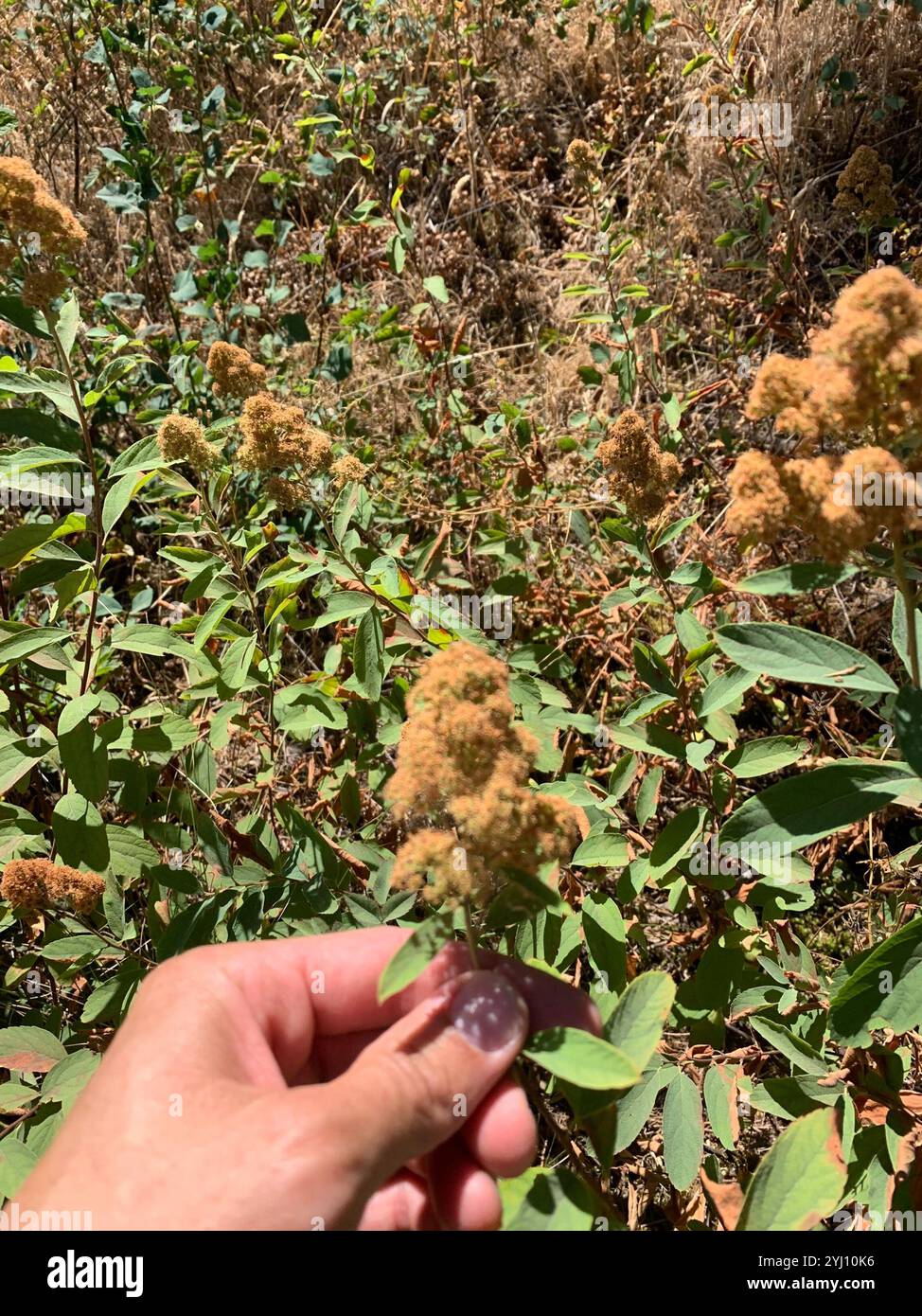 Pyramidal Spirea (Spiraea × pyramidata Stock Photo - Alamy