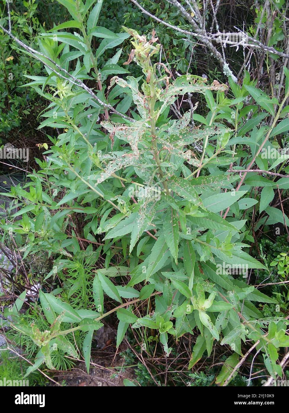 Swamp loosestrife decodon verticillatus hi-res stock photography and ...