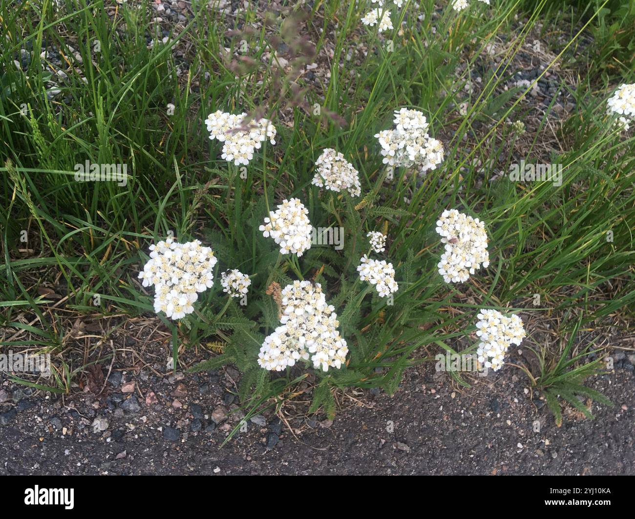 common yarrow (Achillea millefolium Stock Photo - Alamy