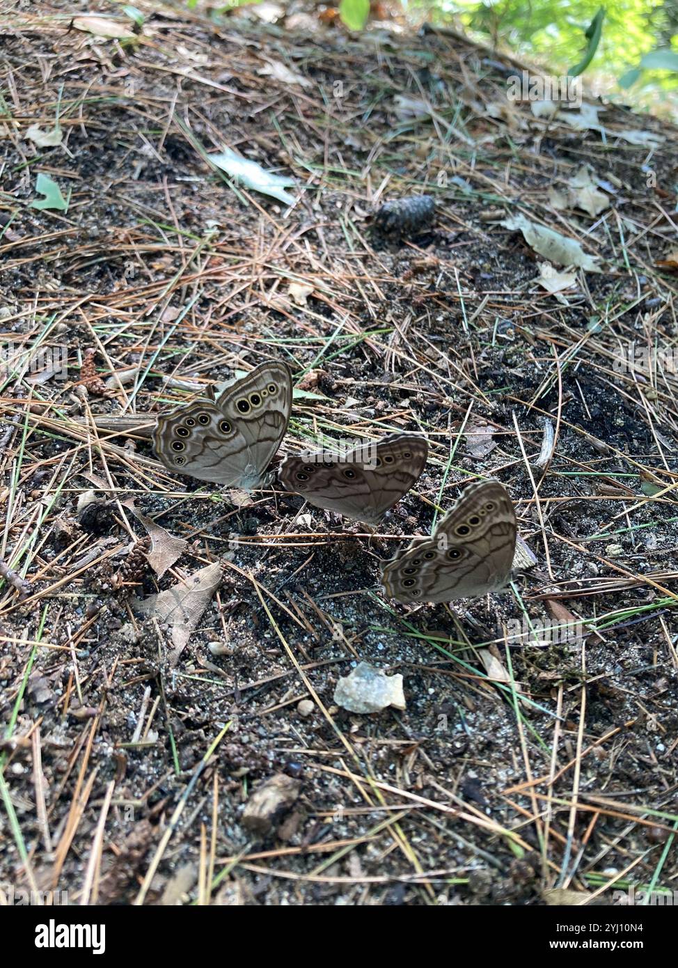 Northern Pearly-eye (Lethe anthedon Stock Photo - Alamy