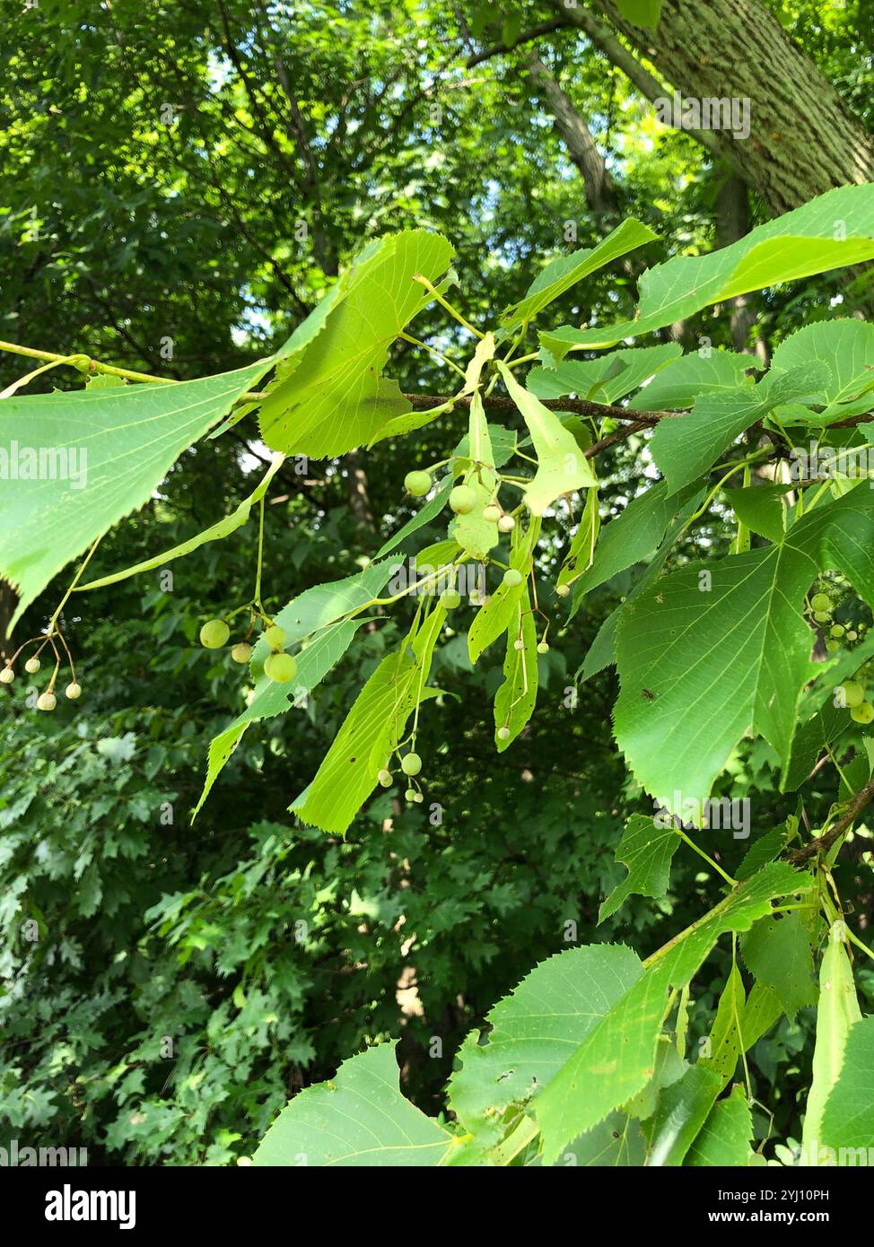 American basswood (Tilia americana americana Stock Photo - Alamy