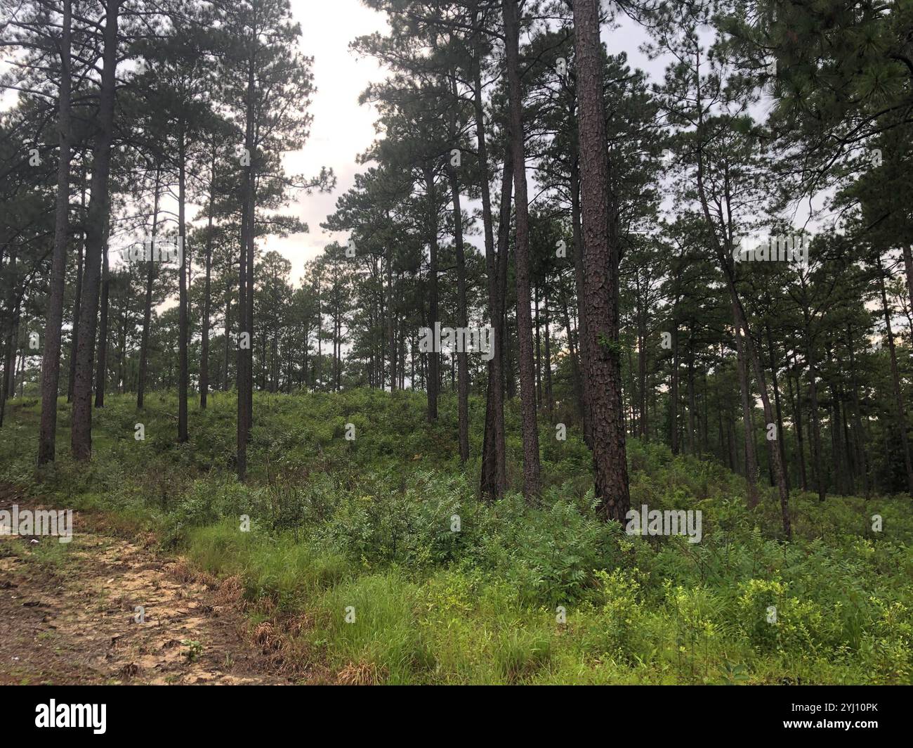 longleaf pine (Pinus palustris Stock Photo - Alamy