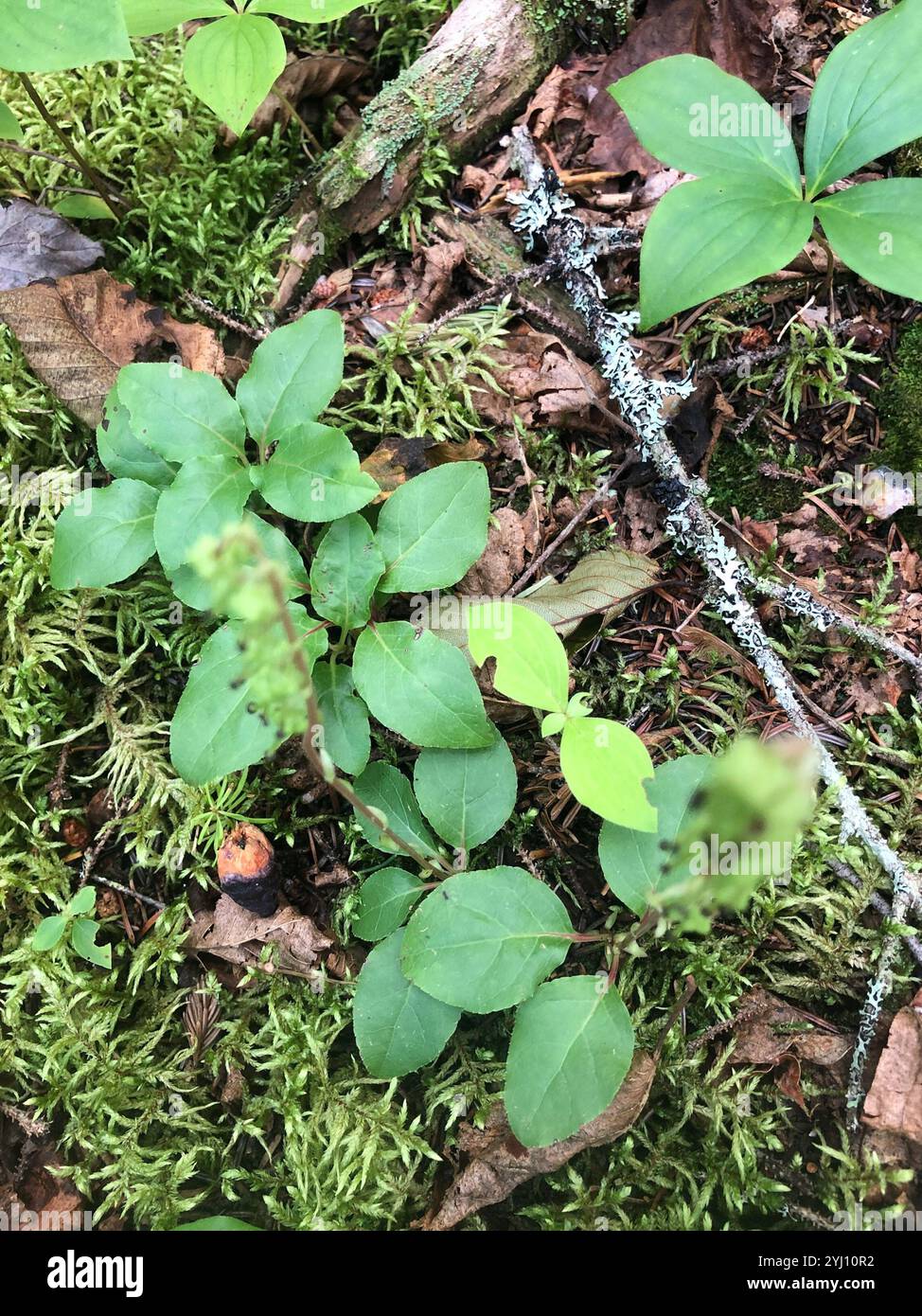 one-sided wintergreen (Orthilia secunda Stock Photo - Alamy