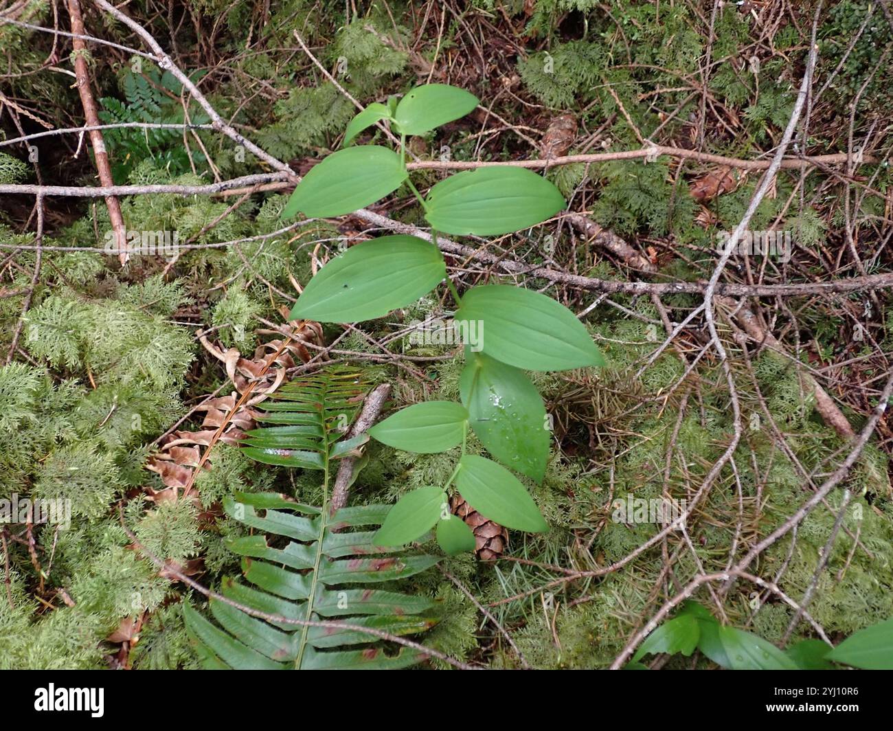 white twisted-stalk (Streptopus amplexifolius Stock Photo - Alamy
