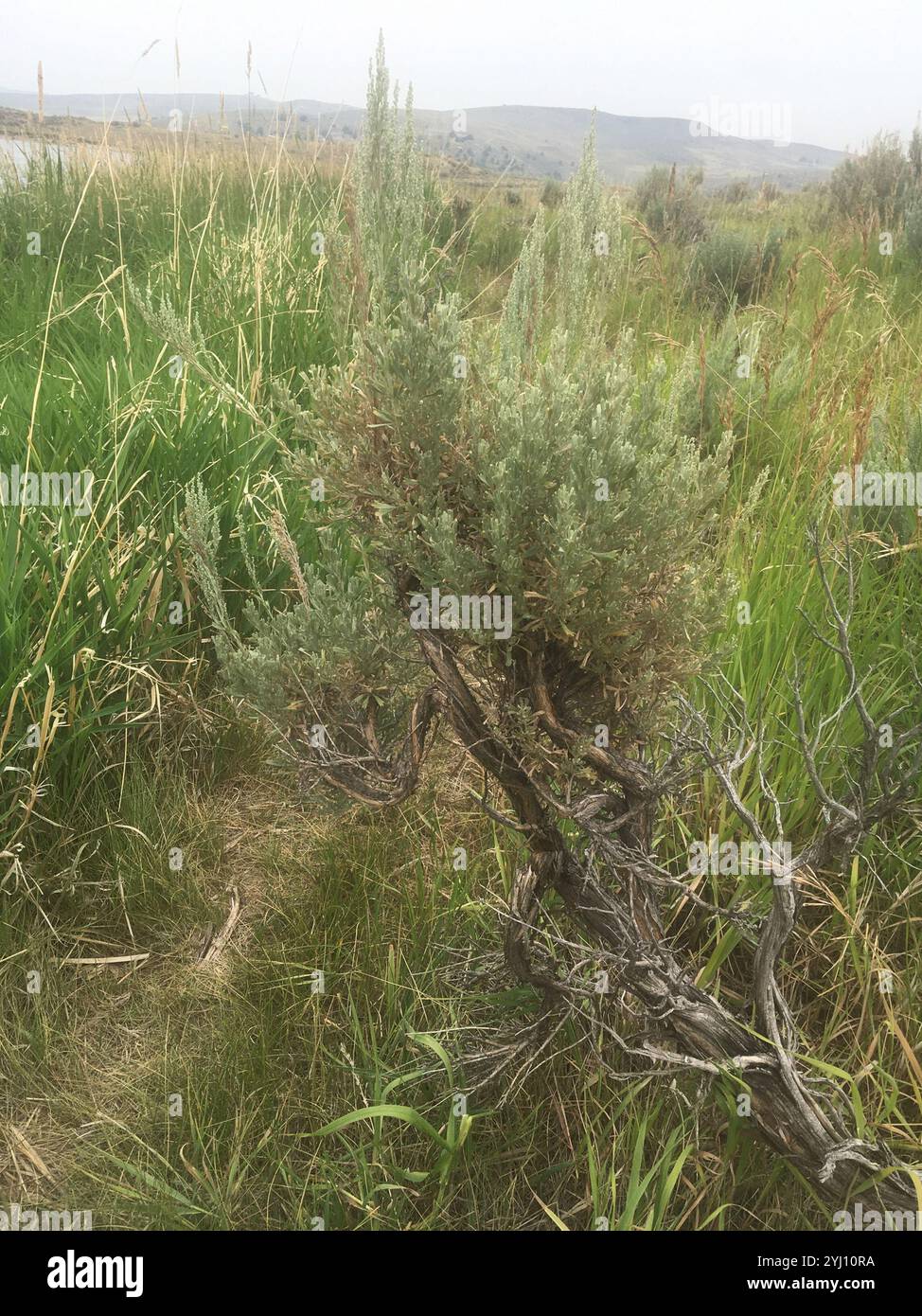 Big Sagebrush (Artemisia tridentata Stock Photo - Alamy