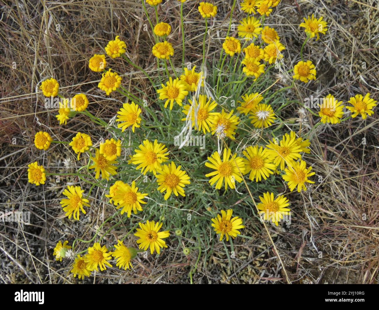 Desert Yellow Fleabane (Erigeron linearis Stock Photo - Alamy