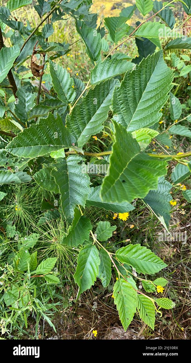 Red Alder (Alnus rubra Stock Photo - Alamy
