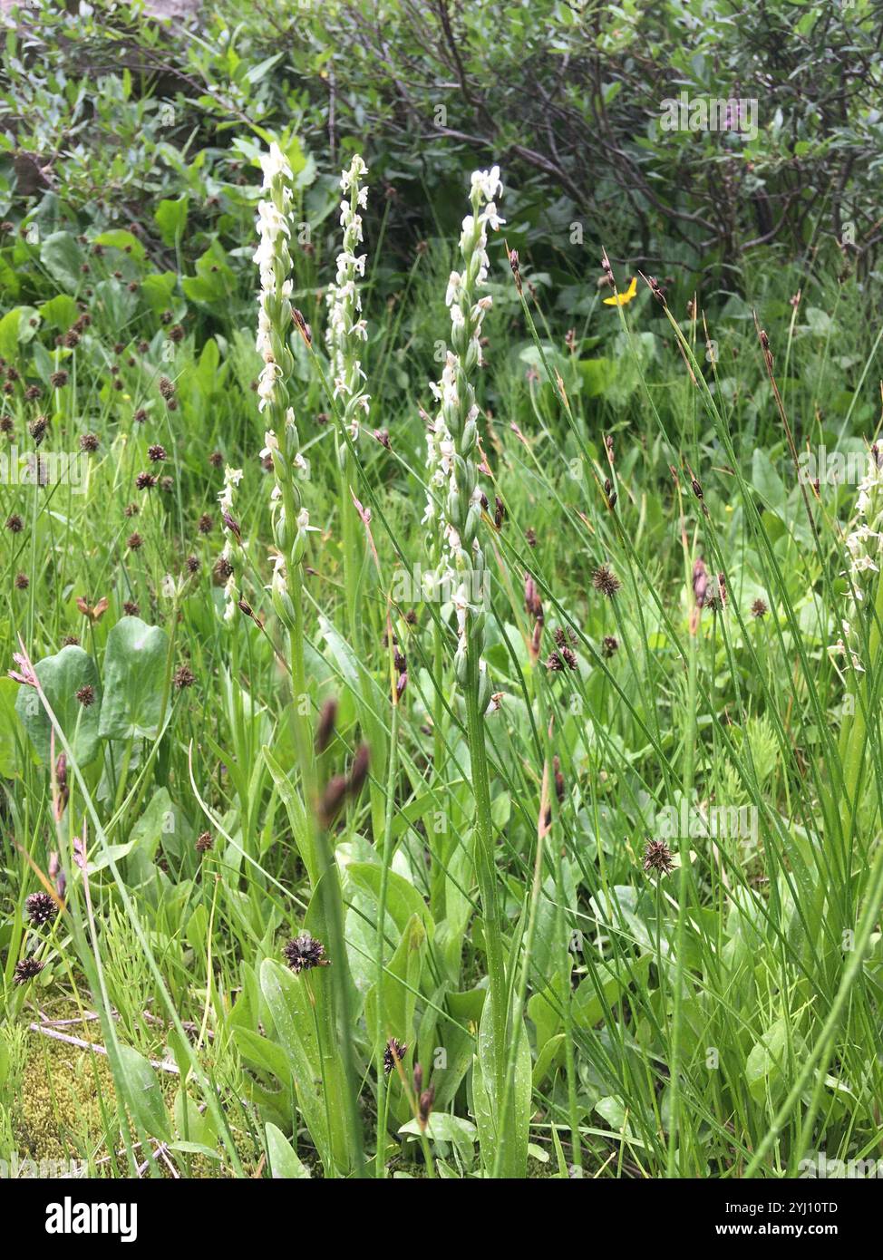 white bog orchid (Platanthera dilatata Stock Photo - Alamy