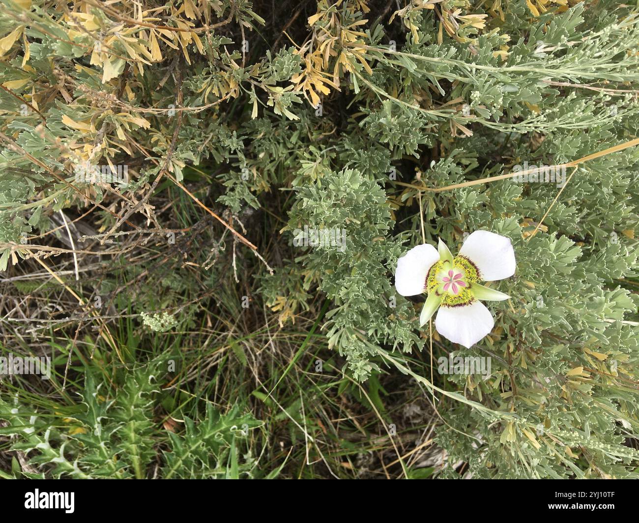 Gunnison's Mariposa Lily (Calochortus gunnisonii Stock Photo - Alamy