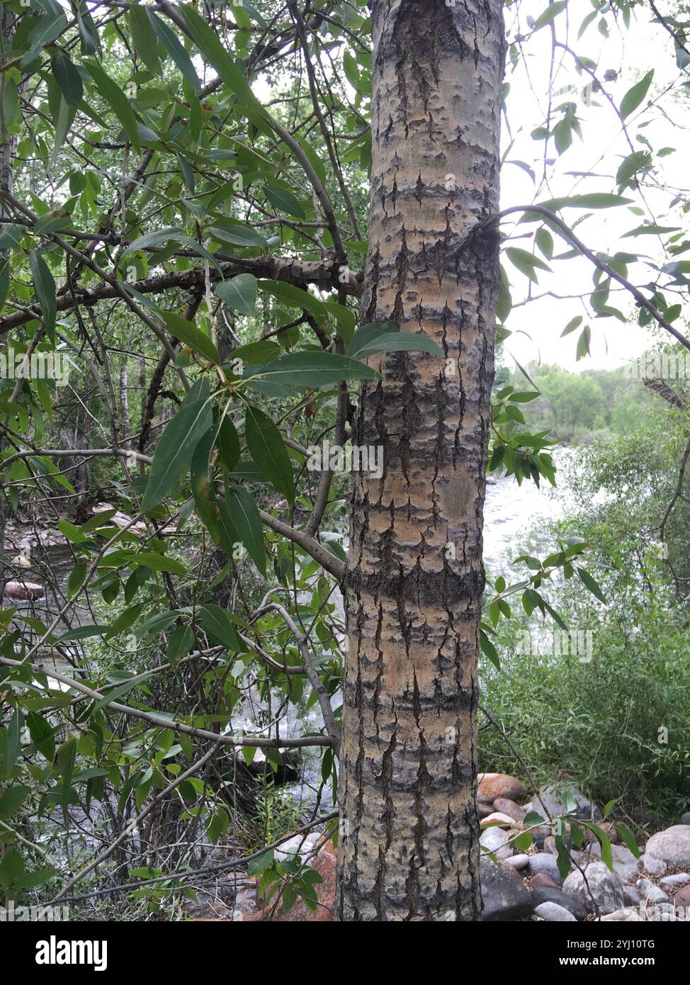 Narrowleaf Cottonwood (Populus angustifolia Stock Photo - Alamy