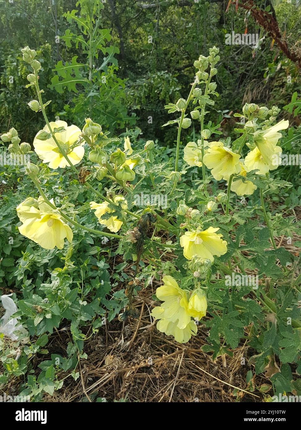 Russian Hollyhock (Alcea rugosa Stock Photo - Alamy