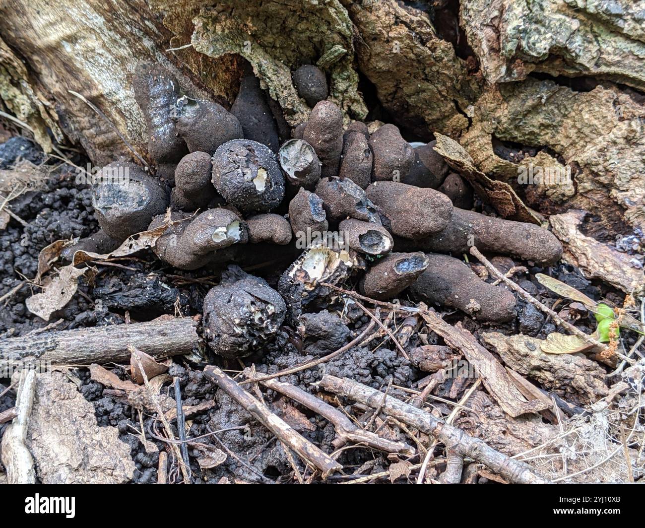 dead man's fingers (Xylaria polymorpha Stock Photo - Alamy