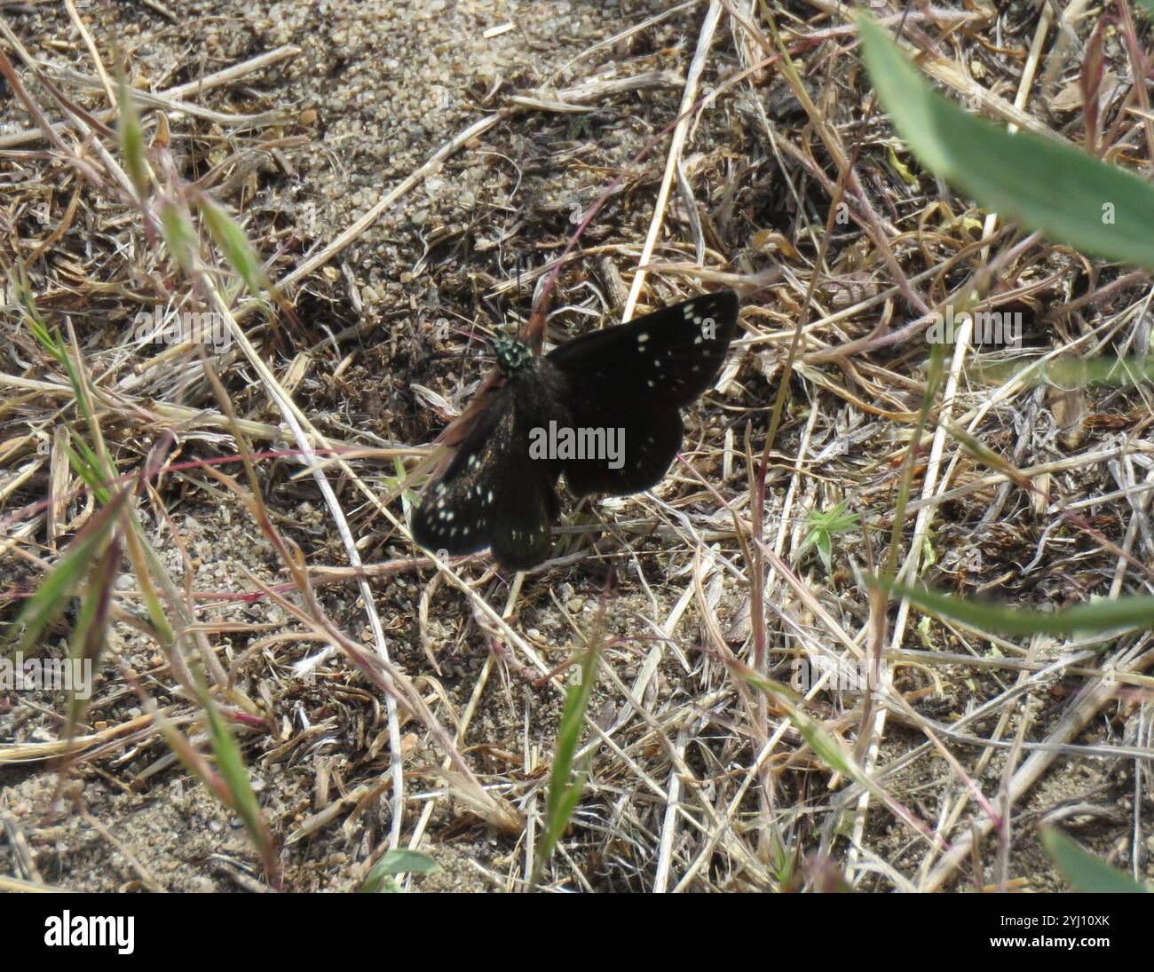Common Sootywing (Pholisora catullus Stock Photo - Alamy