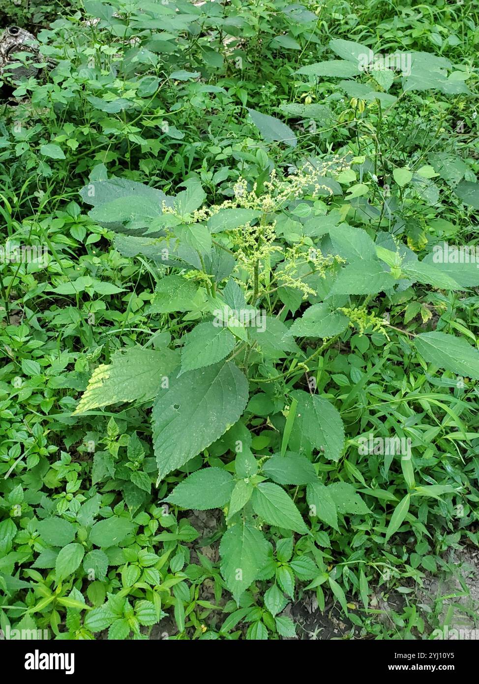wood nettle (Laportea canadensis Stock Photo - Alamy