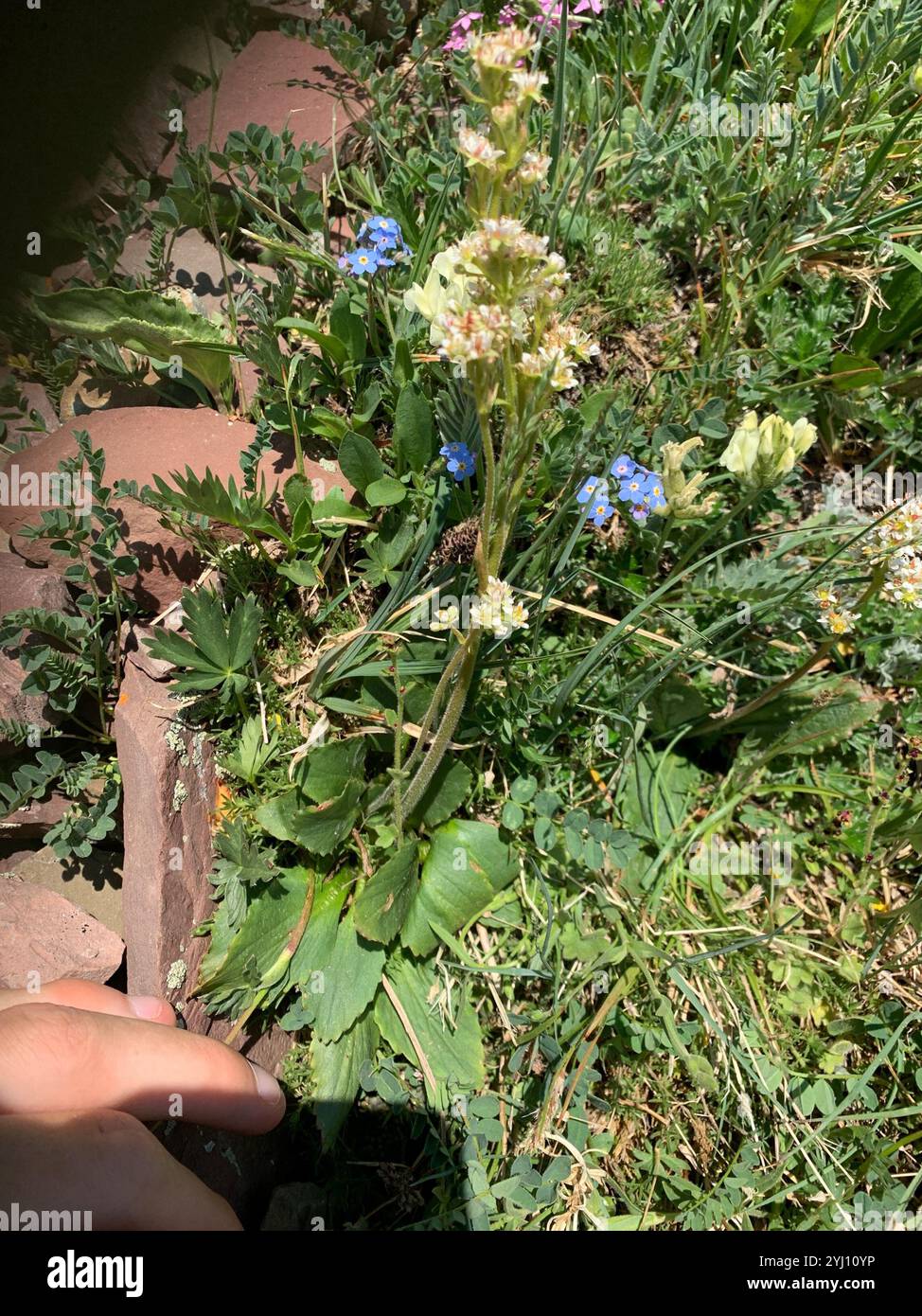 Western Saxifrage (Micranthes occidentalis Stock Photo - Alamy