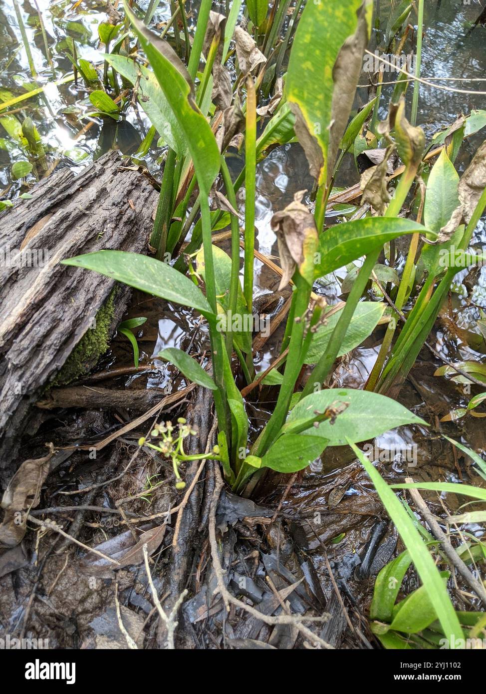Delta arrowhead hi-res stock photography and images - Alamy