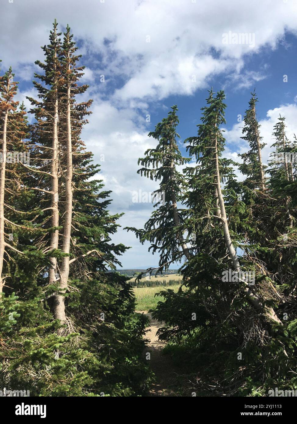 subalpine fir (Abies lasiocarpa Stock Photo - Alamy