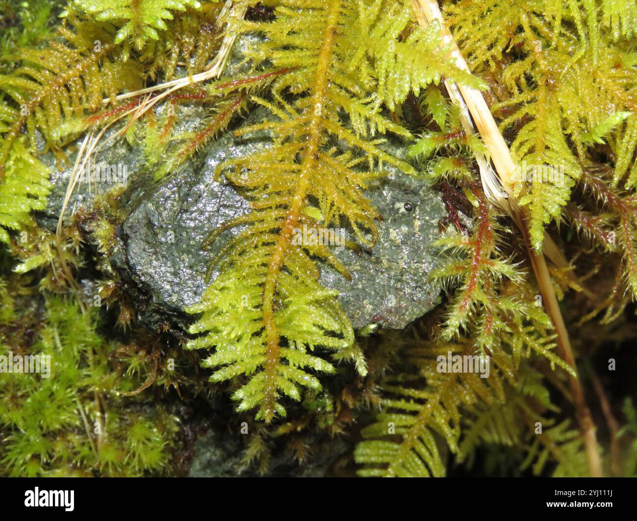 Oregon Beaked Moss (Kindbergia oregana Stock Photo - Alamy