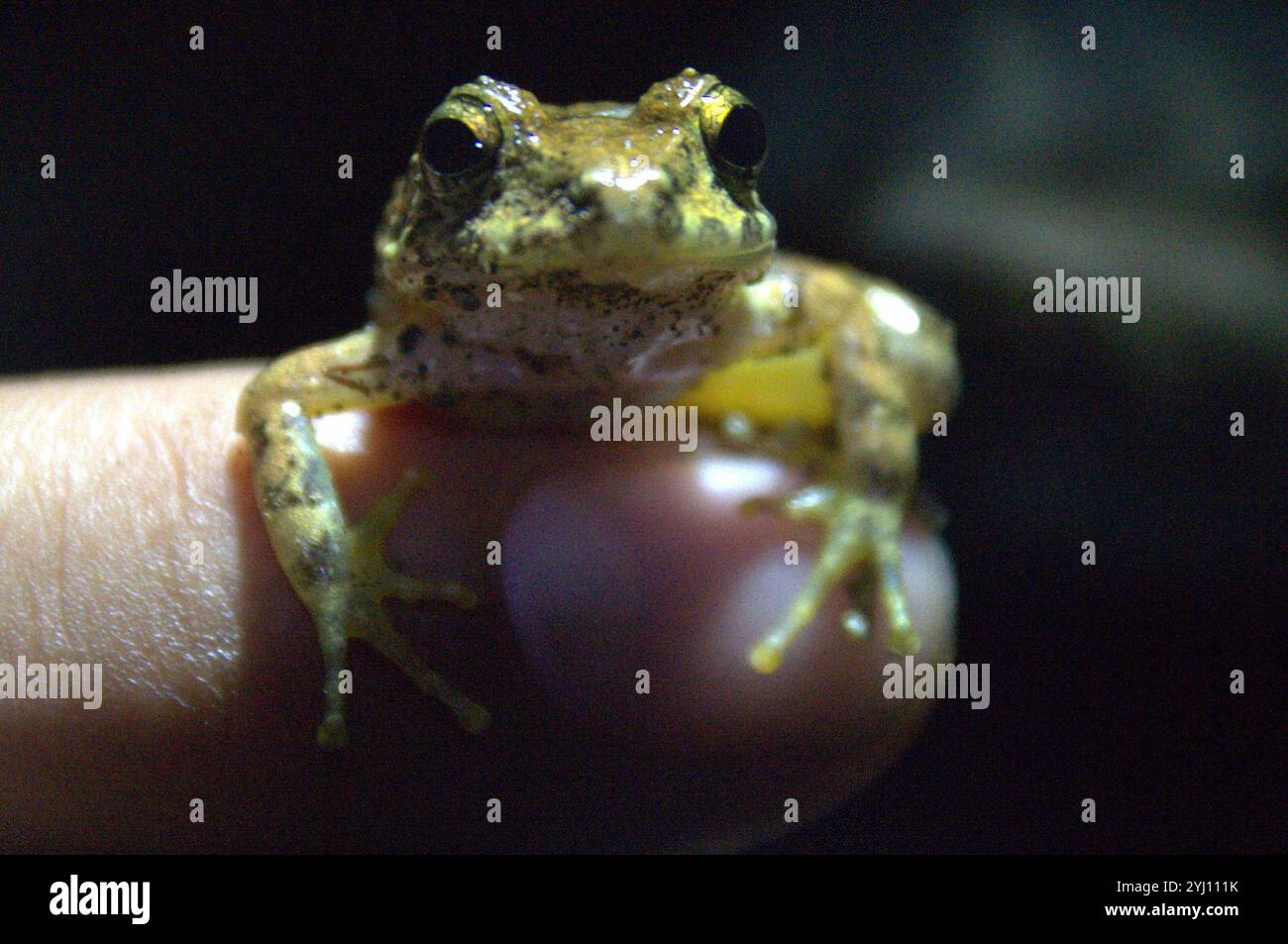 Northern Rainfrogs (Craugastor Stock Photo - Alamy