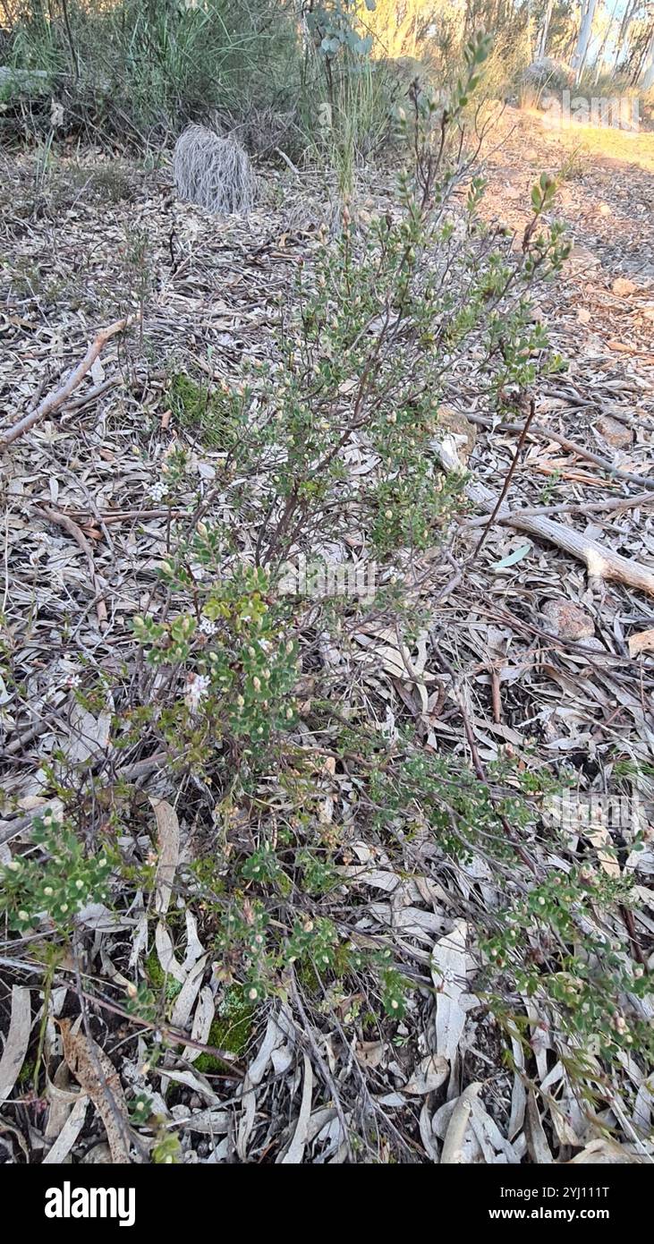 common beard-heath (Leucopogon virgatus Stock Photo - Alamy