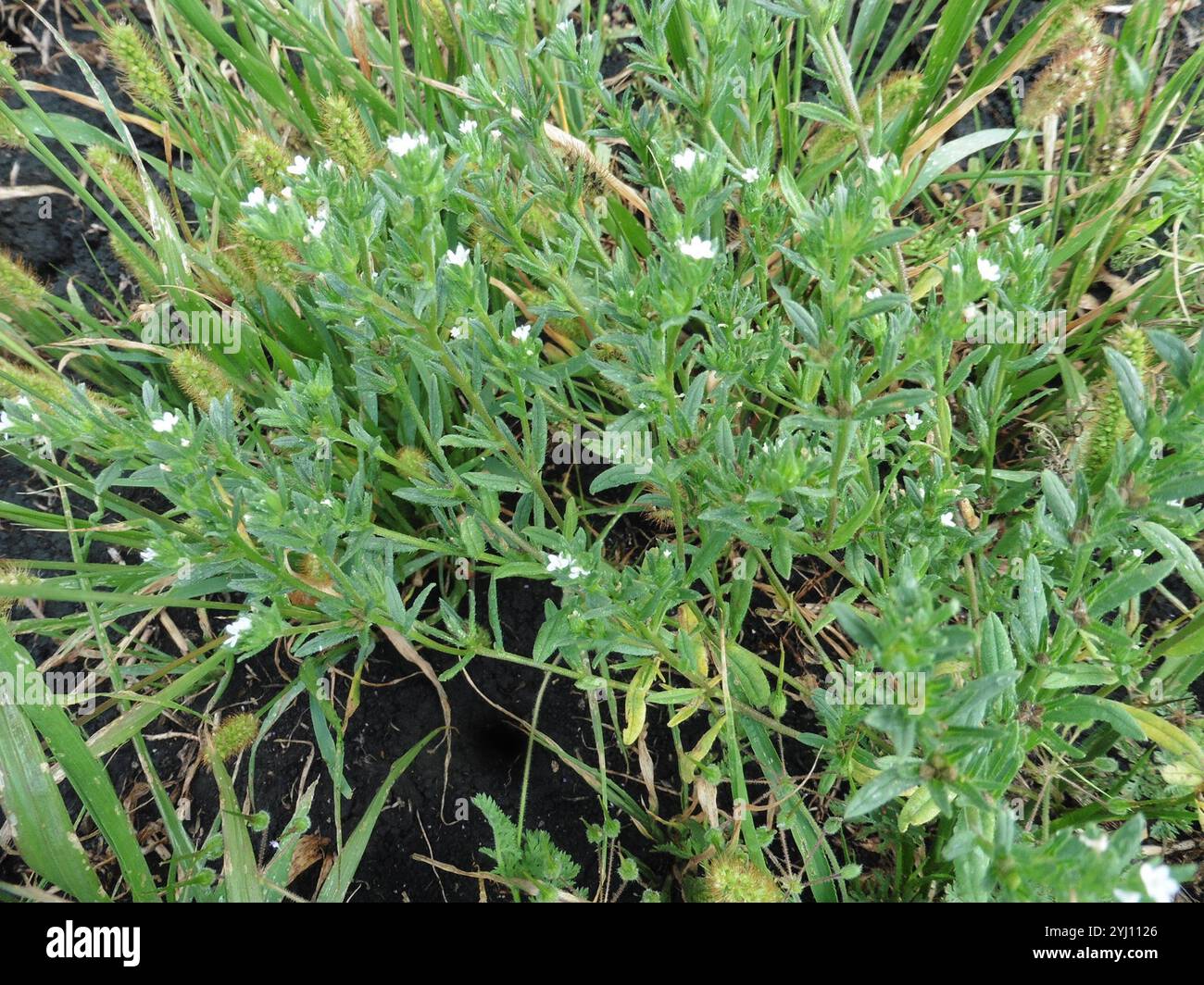 corn gromwell (Buglossoides arvensis Stock Photo - Alamy