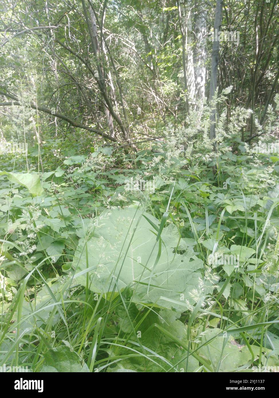 Purple Small-reed (Calamagrostis canescens Stock Photo - Alamy