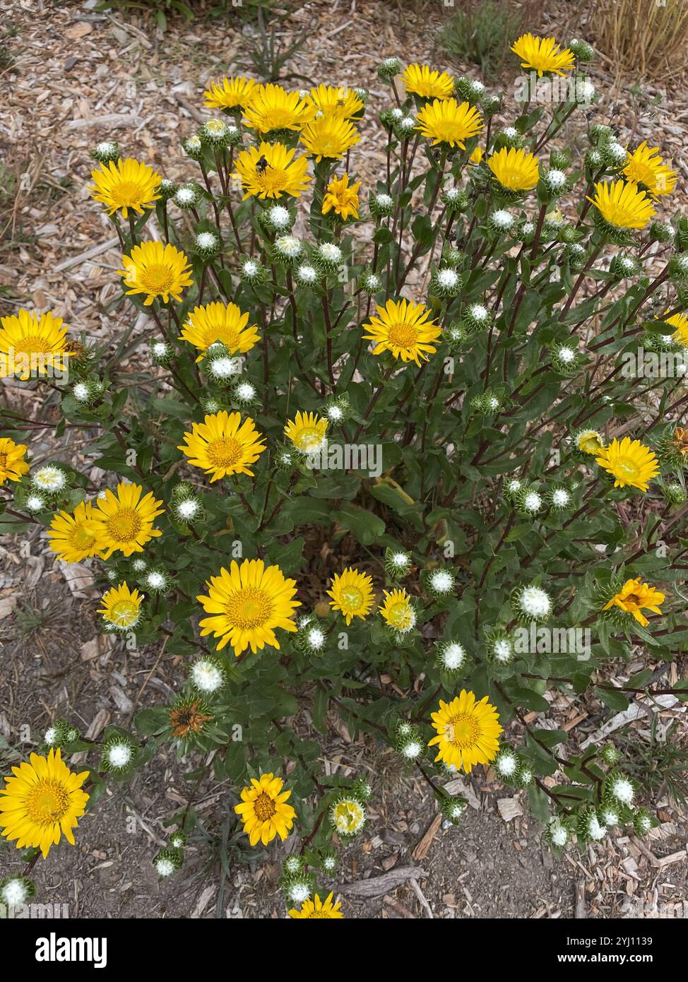 Coastal Gum Plant (Grindelia stricta platyphylla Stock Photo - Alamy