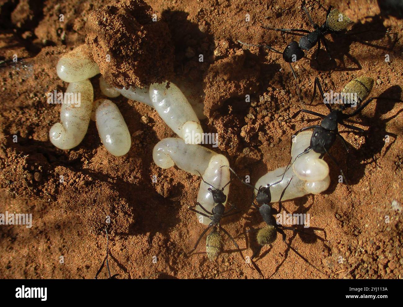 Balbyter ant hi-res stock photography and images - Alamy