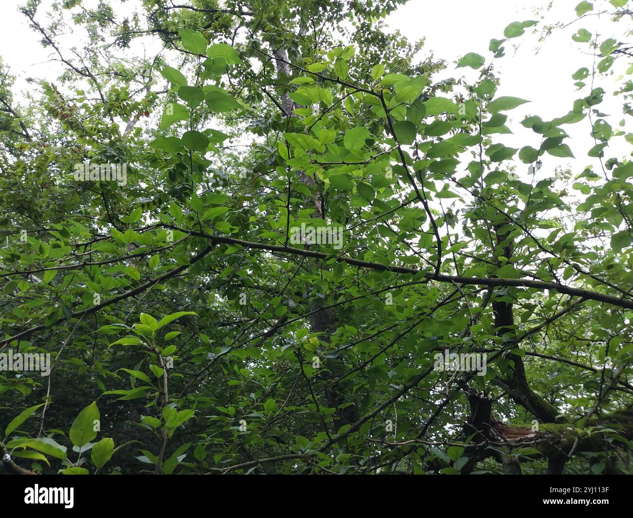 sweet crabapple (Malus coronaria Stock Photo - Alamy