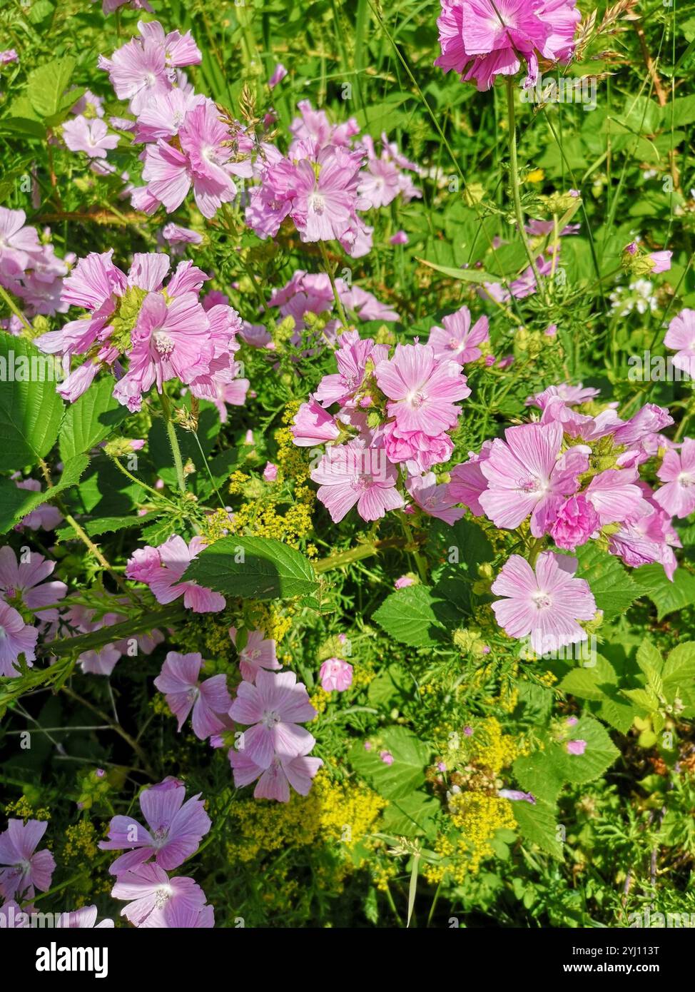 musk mallow (Malva moschata Stock Photo - Alamy