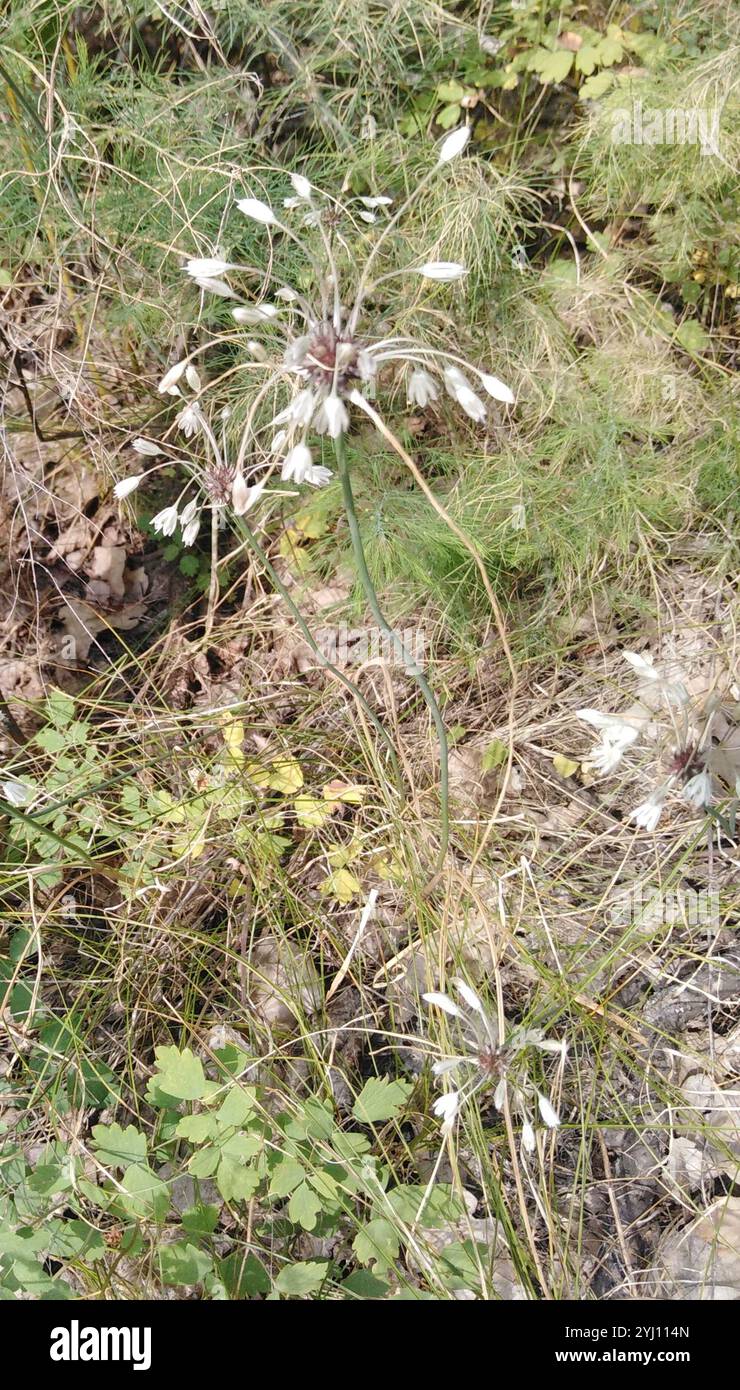 field garlic (Allium oleraceum Stock Photo - Alamy