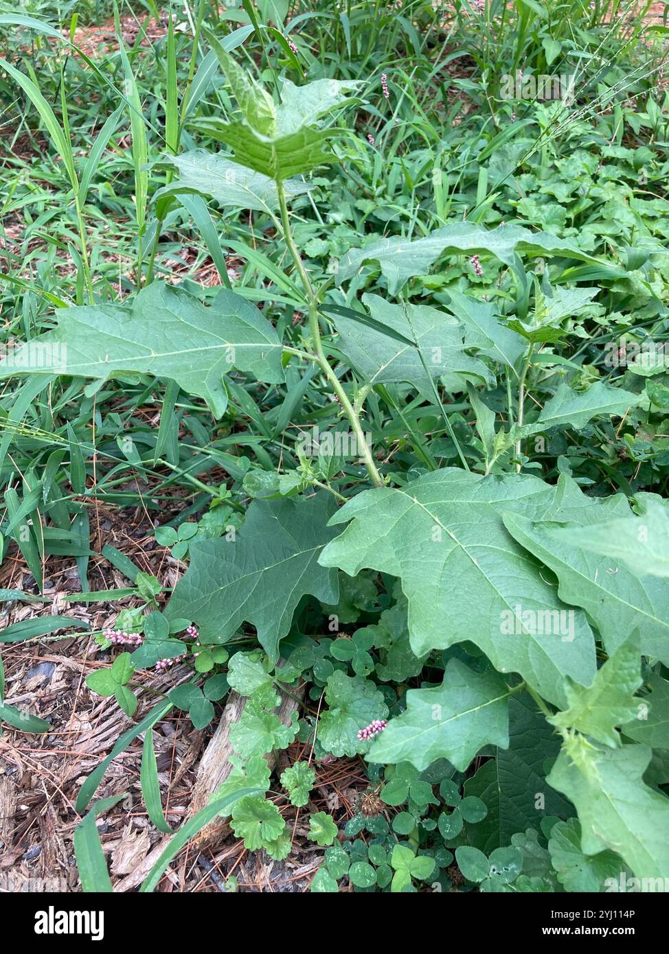 Carolina horsenettle (Solanum carolinense Stock Photo - Alamy