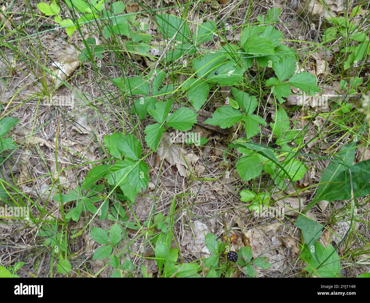 Common Dewberry (Rubus flagellaris Stock Photo - Alamy