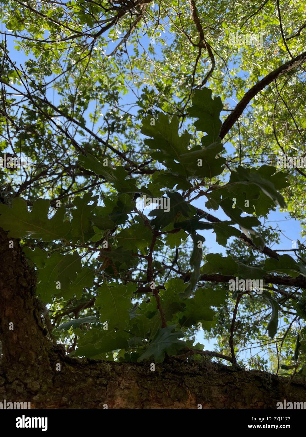 valley oak (Quercus lobata Stock Photo - Alamy