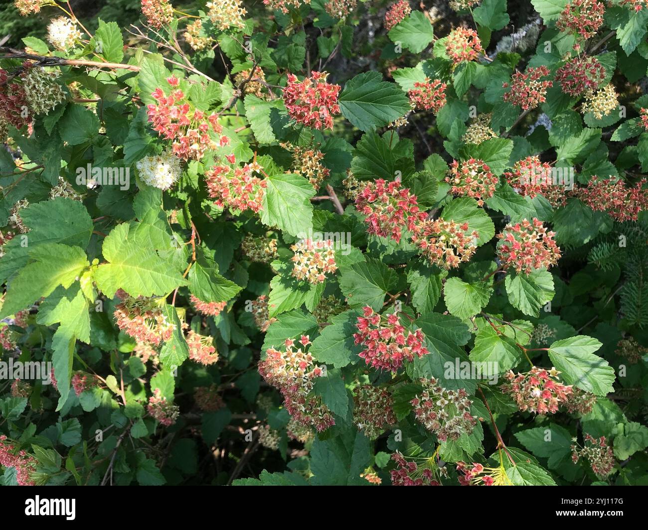 common ninebark (Physocarpus opulifolius Stock Photo - Alamy