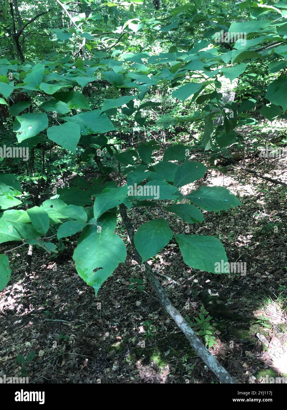 Bigleaf Snowbell (Styrax grandifolius Stock Photo - Alamy