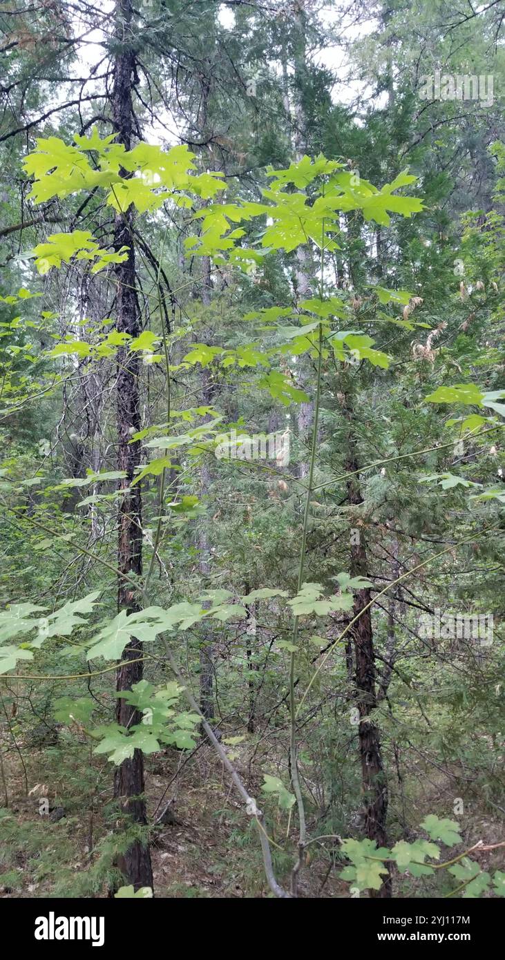 bigleaf maple (Acer macrophyllum Stock Photo - Alamy