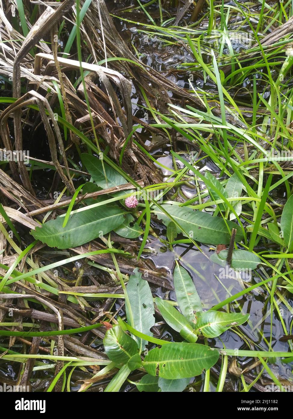 water smartweed (Persicaria amphibia Stock Photo - Alamy