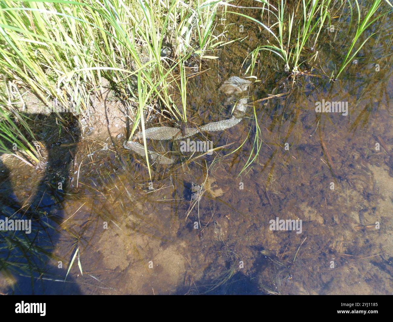 Colubrid Snakes (Colubridae Stock Photo - Alamy