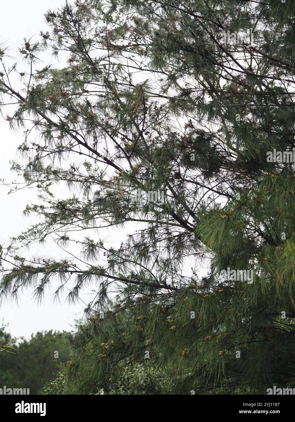 Beach Sheoak (Casuarina equisetifolia Stock Photo - Alamy